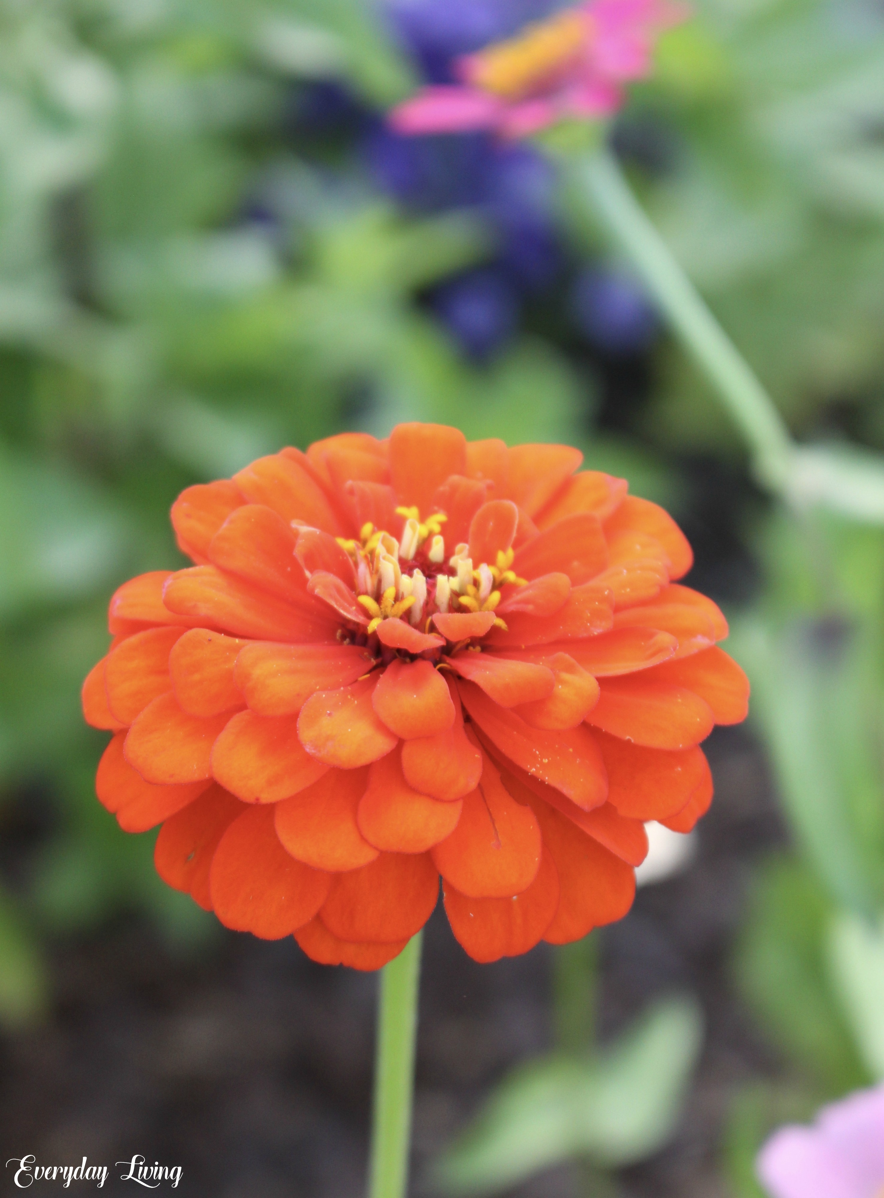 A Visit With Zinnias