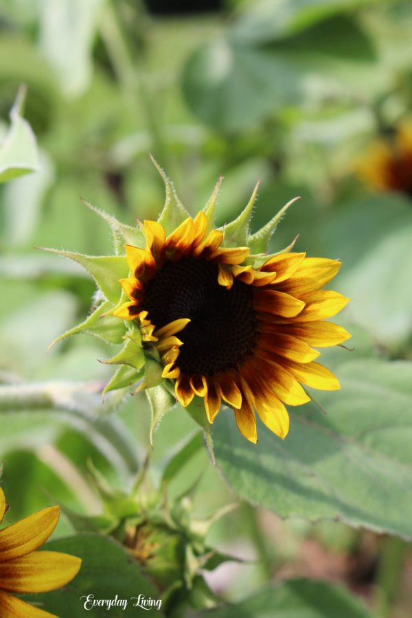 The Sunflower Celebration