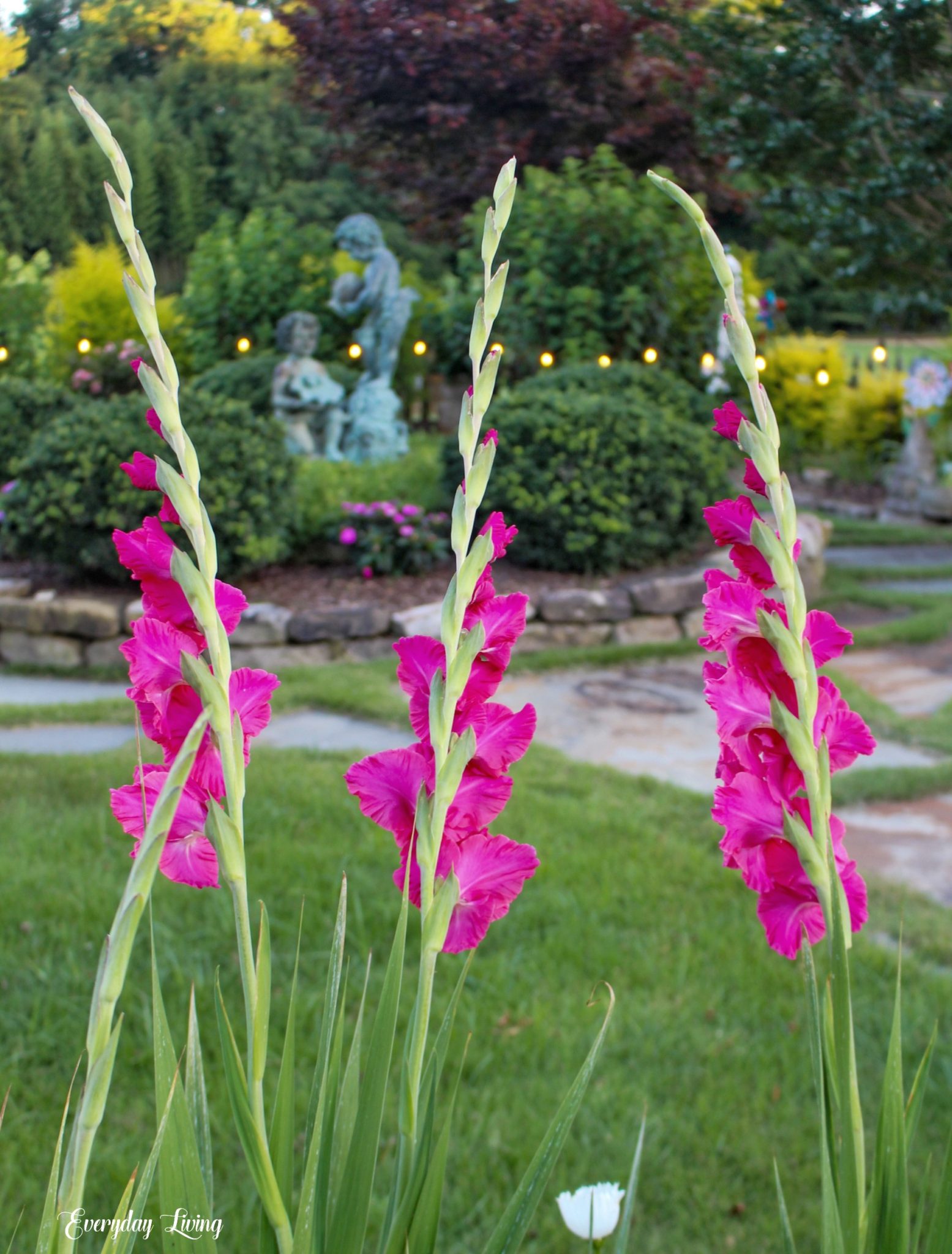 Late June Garden